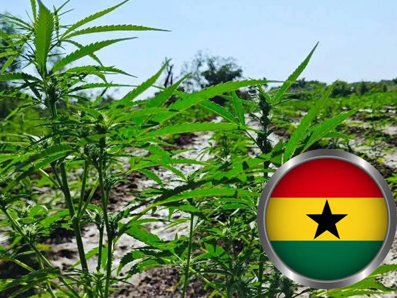 Why Ghana Legalised Cannabis Cultivation for Medical, Industrial Use